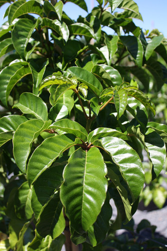 VITEX LUCENS - PURIRI | Icon Trees