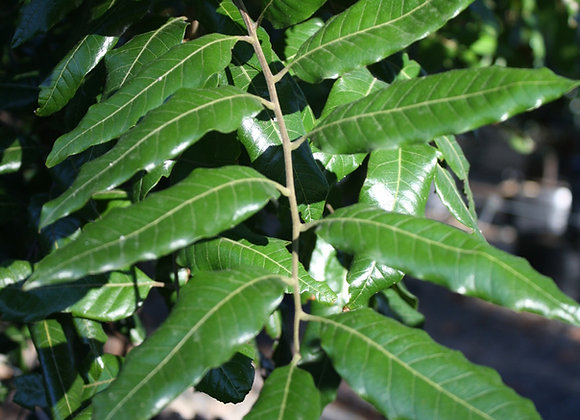 ALECTRYON EXCELSA - TITOKI | Icon Trees