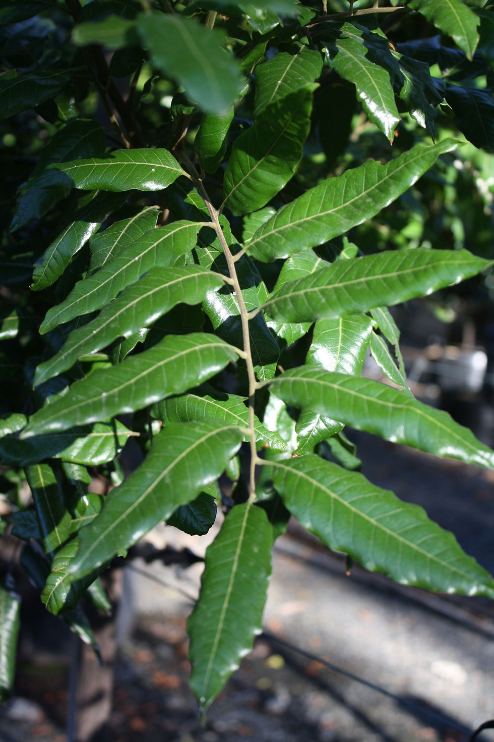 ALECTRYON EXCELSA - TITOKI | Icon Trees