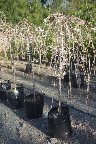 PRUNUS FALLING SNOW - FALLING SNOW CHERRY | Icon Trees