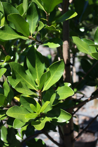 CORYNOCARPUS LAEVIGATUS - KARAKA | Icon Trees
