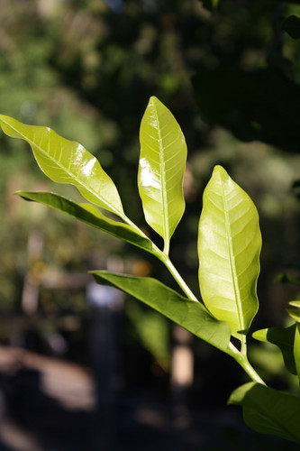 DYSOXYLUM SPECTABILE - KOHEKOHE | Icon Trees