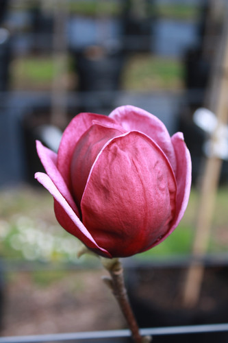 MAGNOLIA GENIE - GENIE MAGNOLIA | Icon Trees