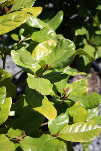 BEILSCHMIEDIA TARAIRI - TARAIRE | Icon Trees