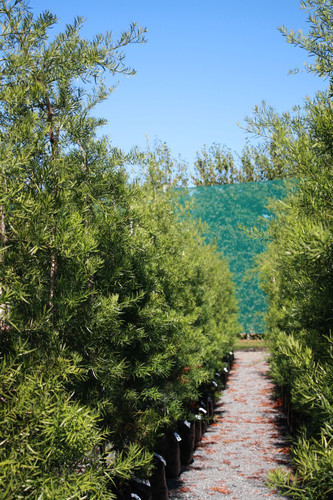 PODOCARPUS GRACILIOR - FERN PINE | Icon Trees