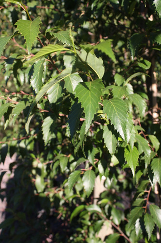 ALNUS JORULLENSIS - EVERGREEN ALDER | Icon Trees