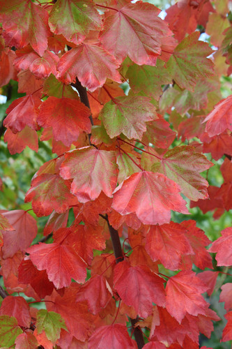 ACER RUBRUM COLUMNARE - RED OR CANADIAN MAPLE | Icon Trees