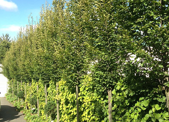 CARPINUS BETULUS FASTIGATA - UPRIGHT HORNBEAM | Icon Trees