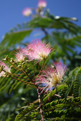 ALBIZIA JULIBRISSIN - SILK TREE | Icon Trees