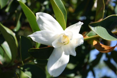 MICHELIA STARBRIGHT - STARBRIGHT MICHELIA | Icon Trees