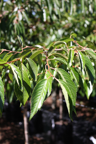 PRUNUS AWANUI - UPRIGHT FLOWERING CHERRY | Icon Trees