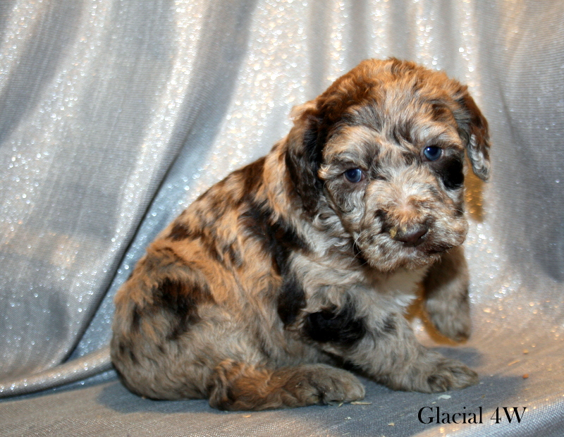 Photo Gallery Denim and Diamond Doodles