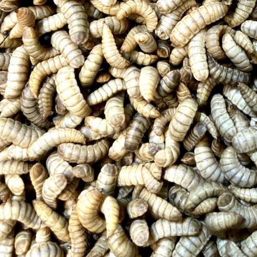 Black Soldier Fly Larvae | Superworm CO