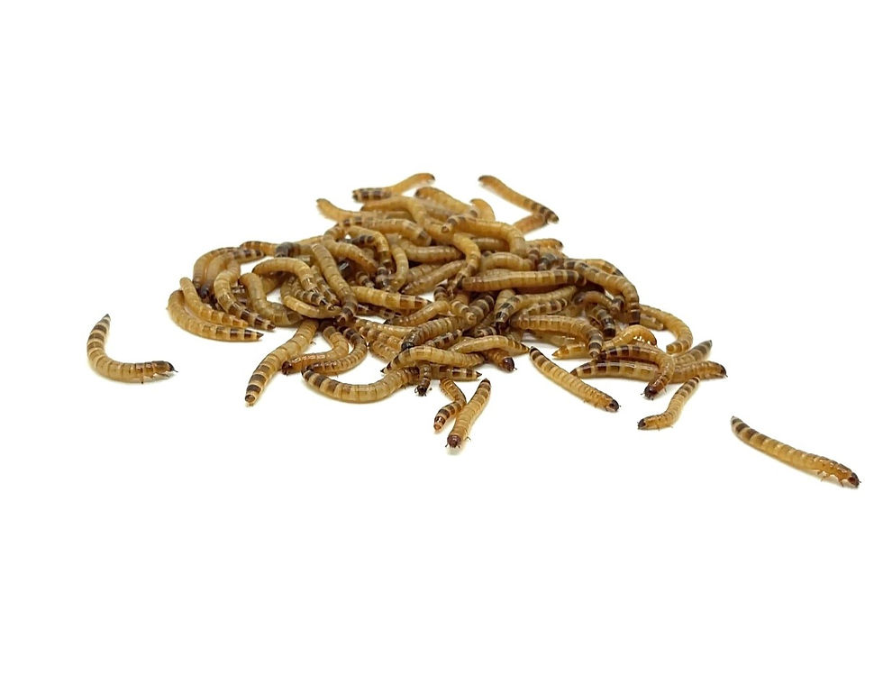 Superworms | Superworm CO