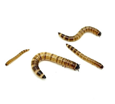 Buy Bulk Live Insects, Mealworms & Superworms - Superworm CO