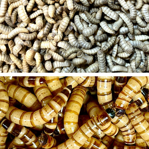 1000 Superworms & 1000 BSFL | Superworm CO
