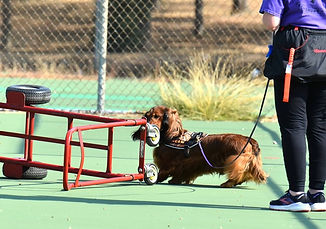 SCENT WORK | Dallas-Fort Worth Dachshund Club, Inc.