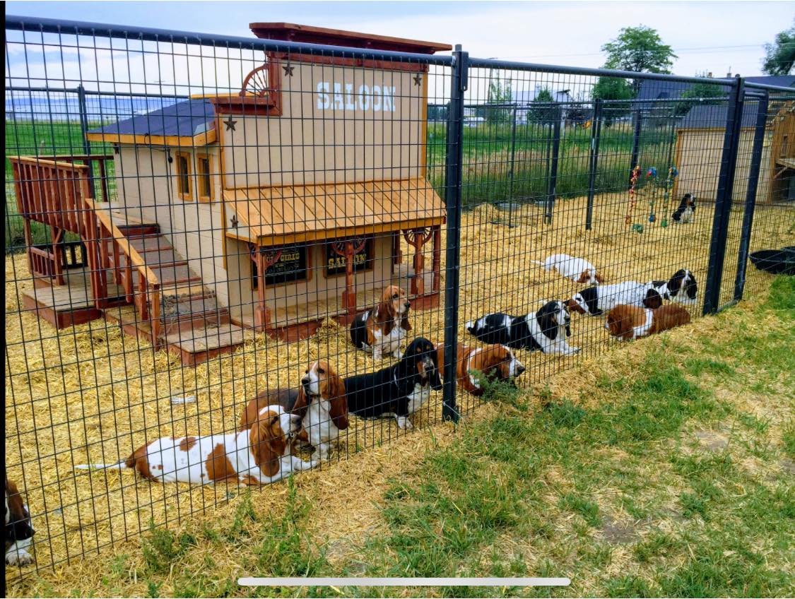 OUR KENNEL | maple-street-bassets
