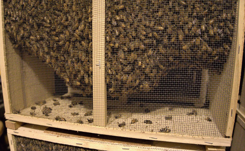 Italian Bee Package - 3lb w/marked queen | Charlton Bee Company