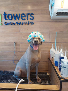 Página inicial | Towers Vet | Exames para Pet