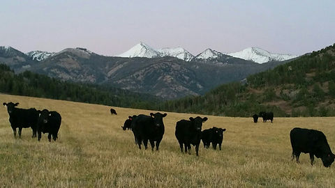 HOME | 3B Land & Livestock