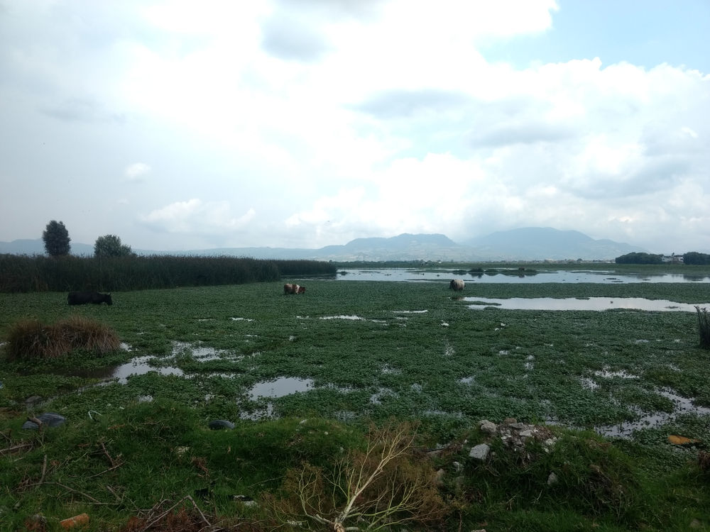 Laguna contaminada | Diario nocturno