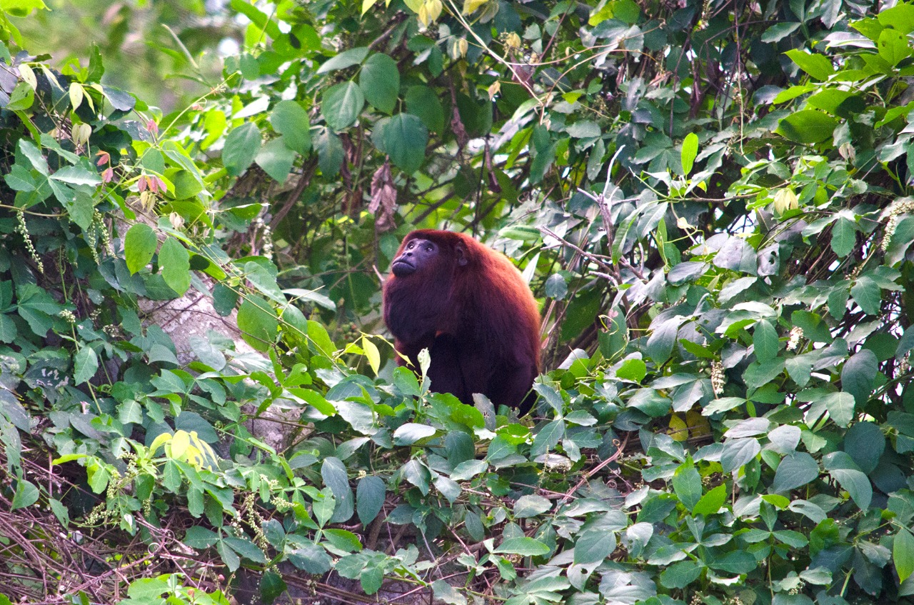 Minca | Sierra Nevada | L'Échappée Colombie