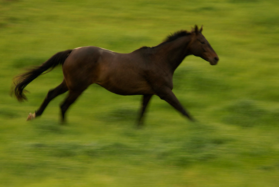 Horsemanship/Relationship Training and Mentoring | HorseCentred | BC