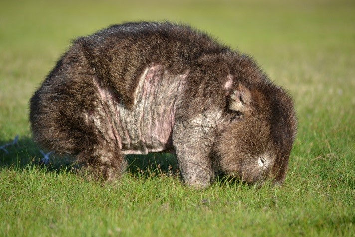 Zombie Wombats And Where To Find Them