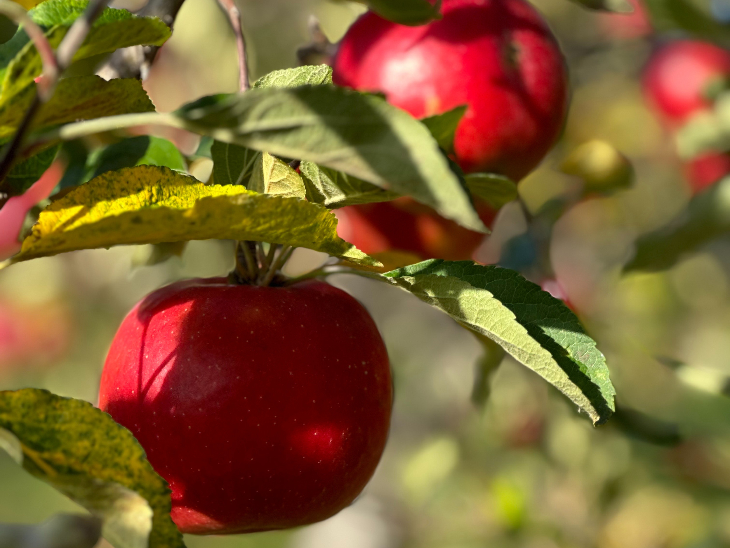 U-Pick Apples Fundraiser | Freedom Run Winery