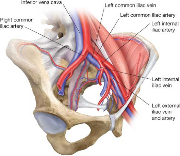 common iliac vein function