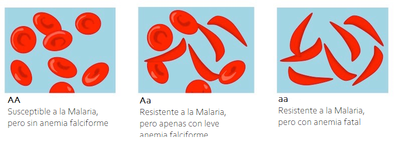 POLIMORFISMOS en la SALUD HUMANA