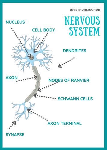 Nervous system | Veterinarynursehub
