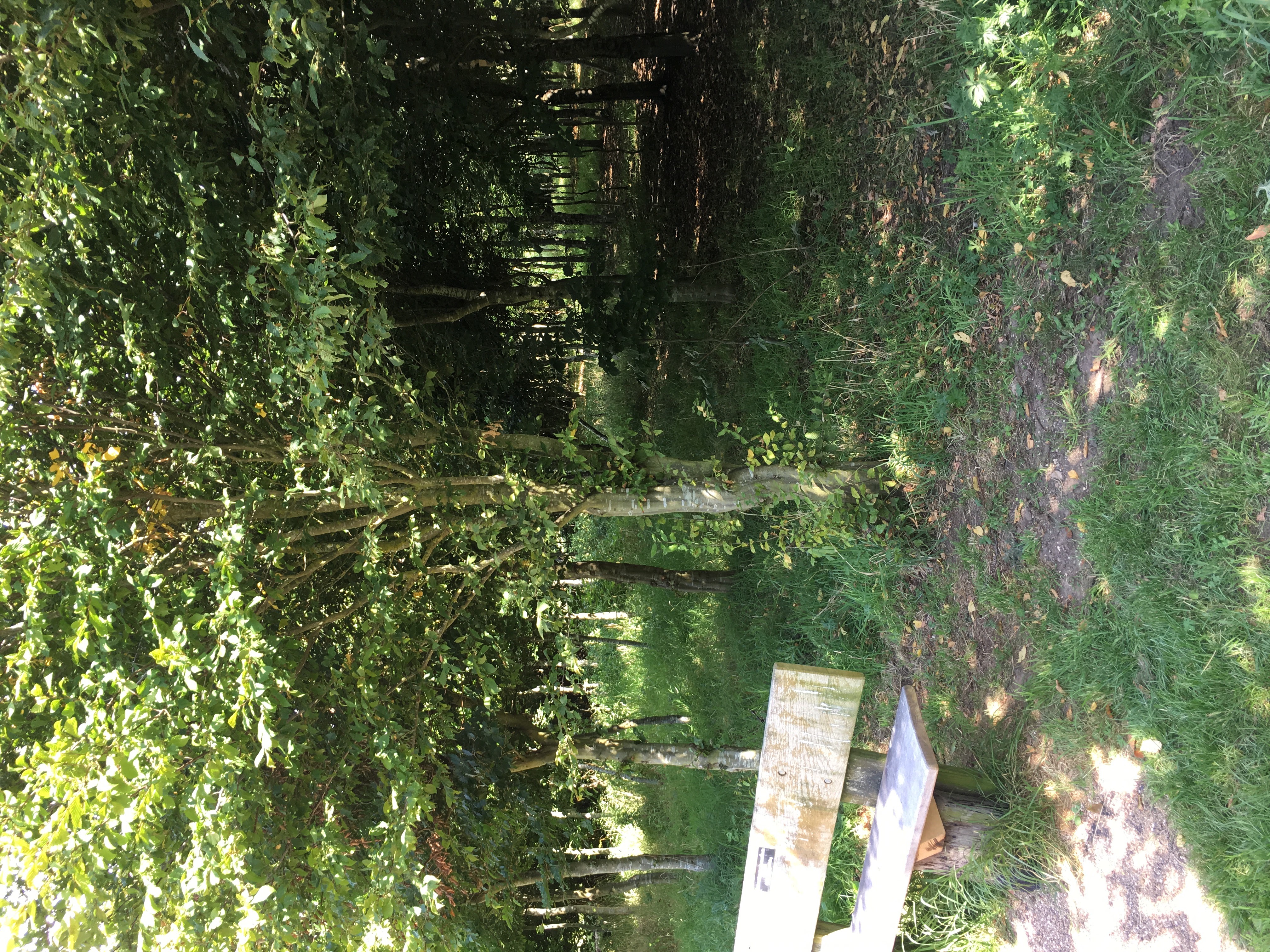 Boston Woods Beechwood Green Burial site