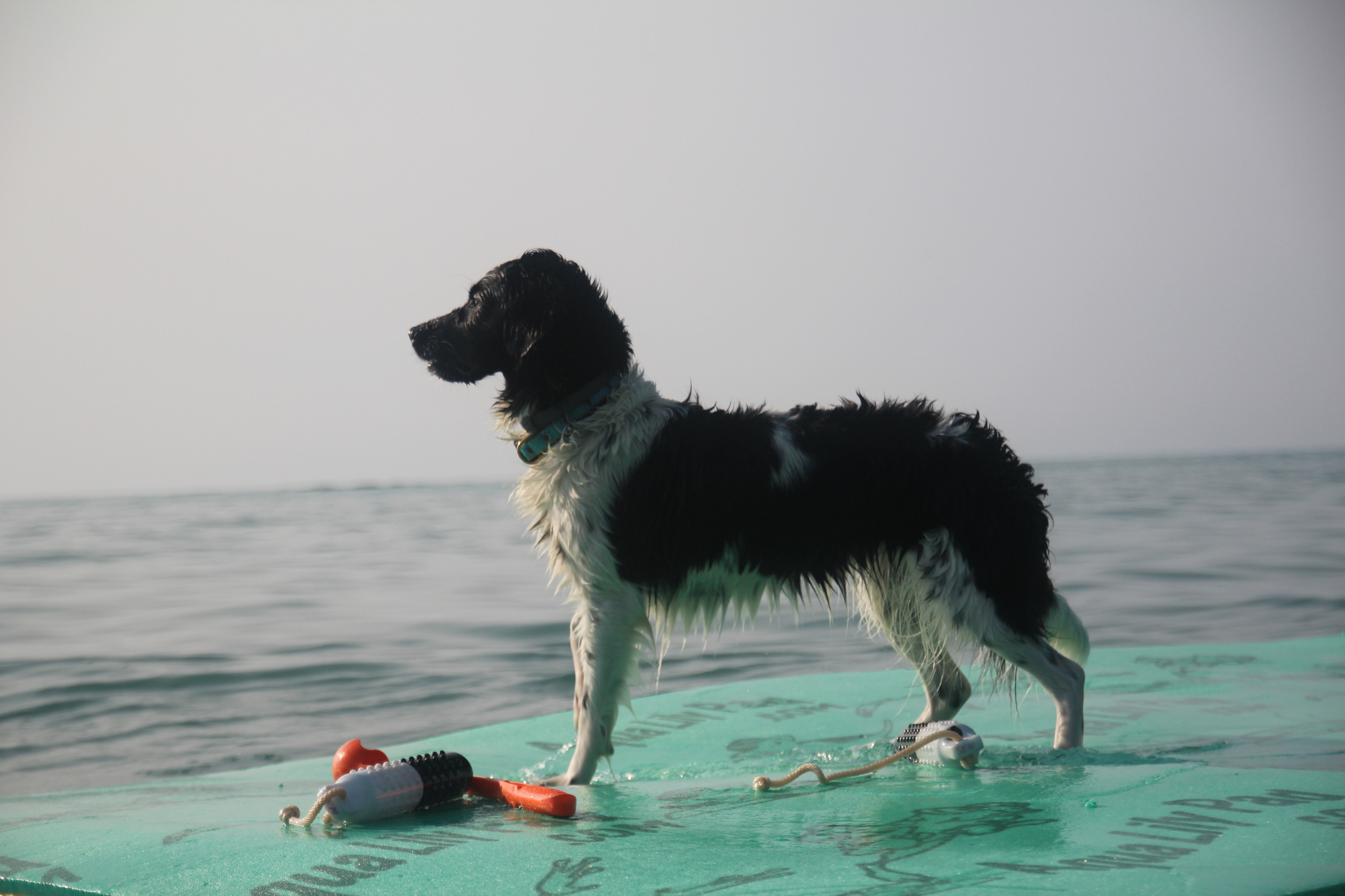 Stabyhoun Breeders US| Trillium Point Stabyhouns | Stabyhoun Breeder