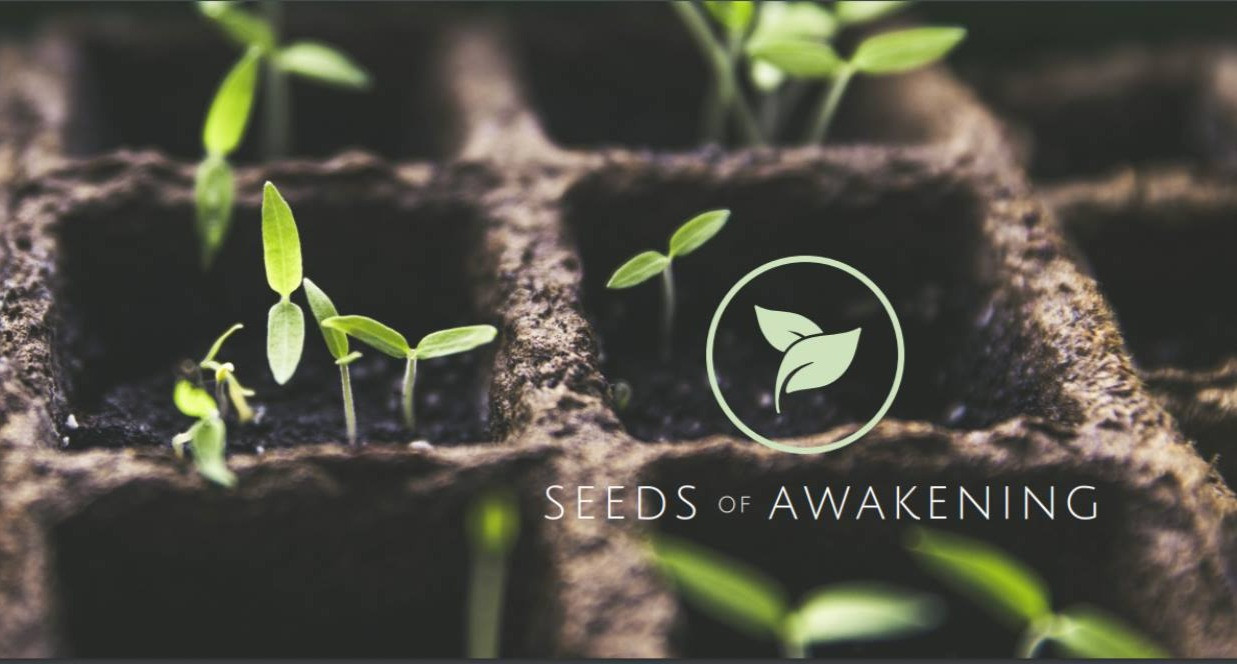 Life Coaching | Seeds of Awakening