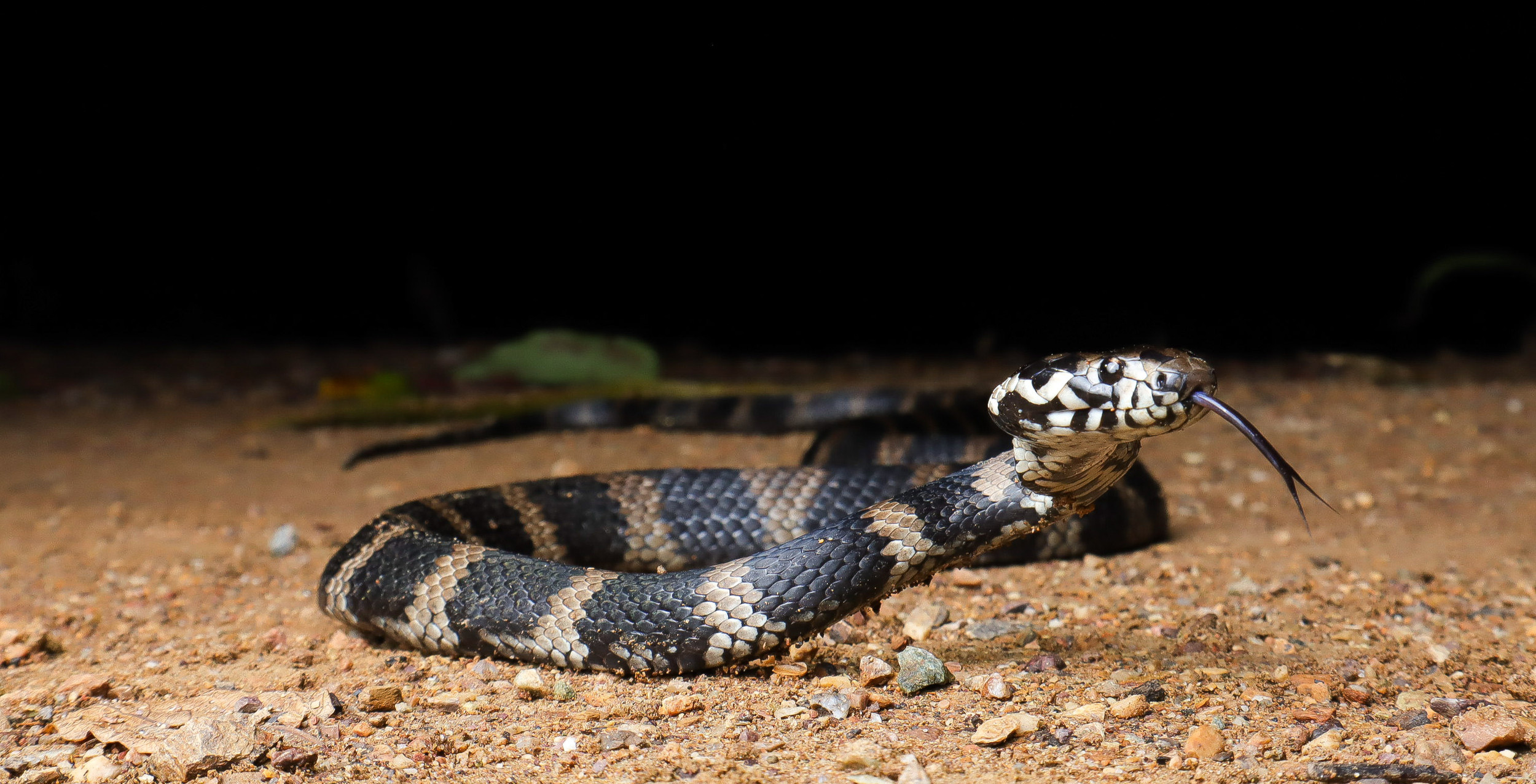 Home | Fauna First | Wildlife Management