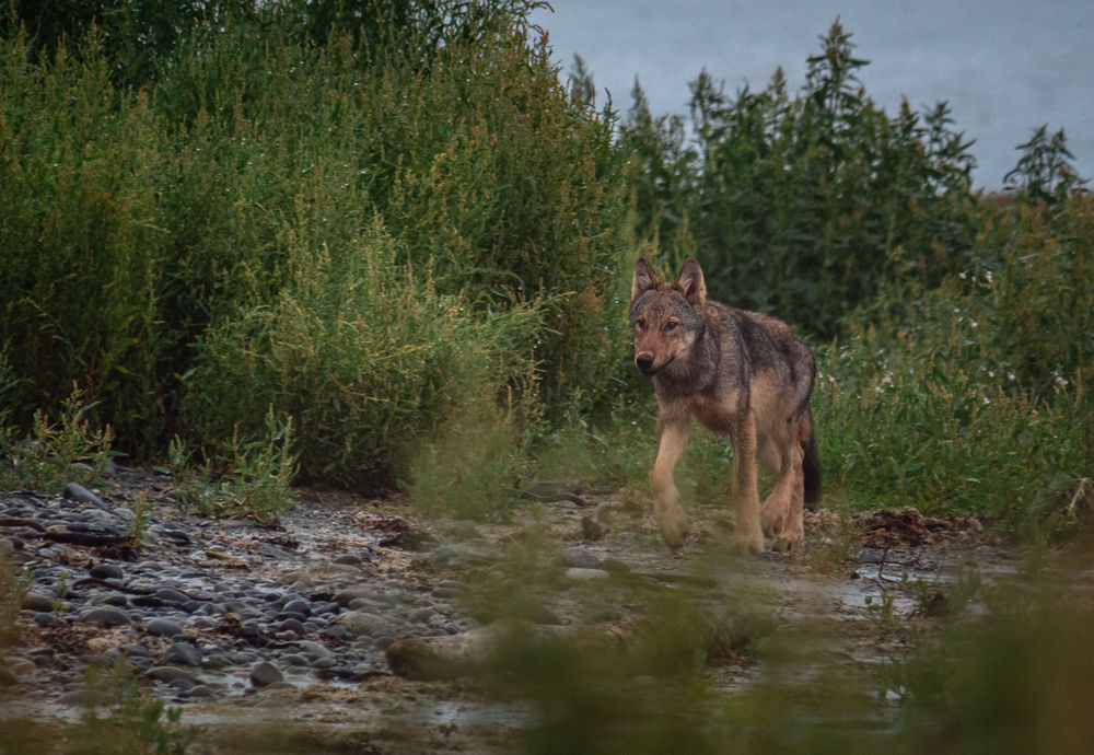 Filming the Secluded Life of Coastal Wolves