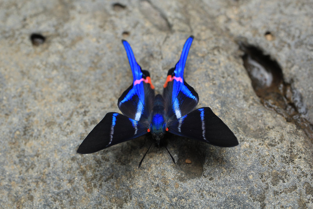 Mariposa y Polilla | Significado Simbólico | Significado Espiritual