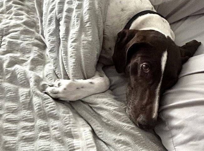 20 Things You NEED to know about German Shorthaired Pointers
