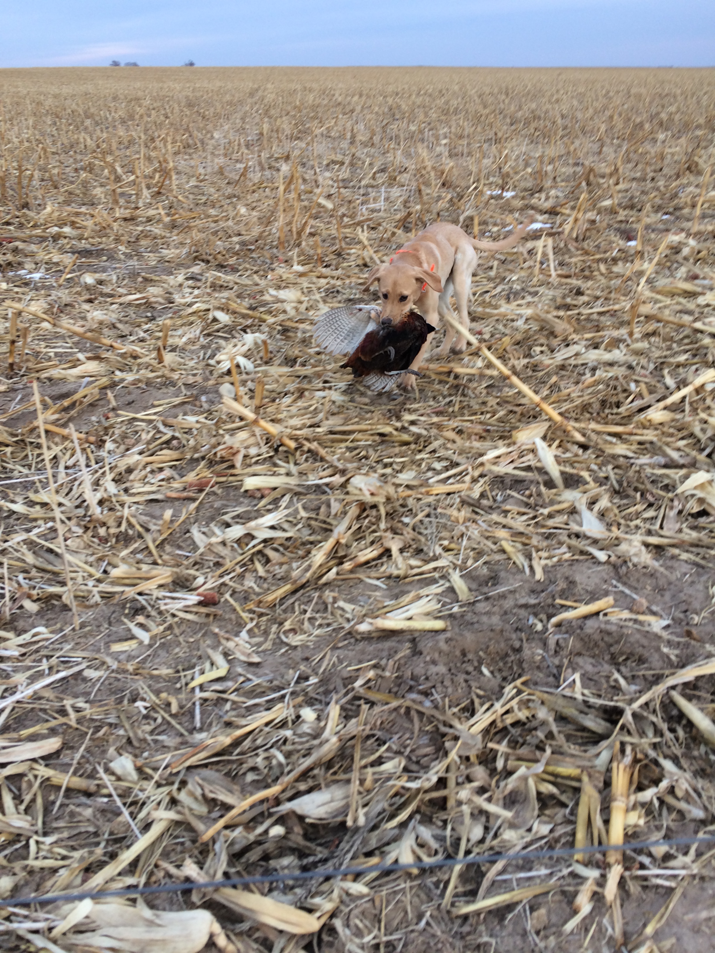 Labrador breeder | Green Mountain Labradors | Colorado