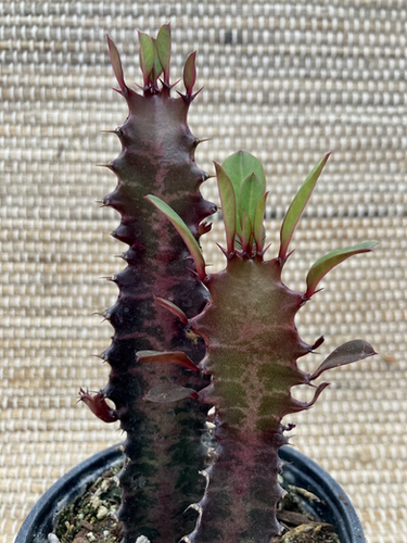 African Milk Tree Red | Mcmurtreyfarm