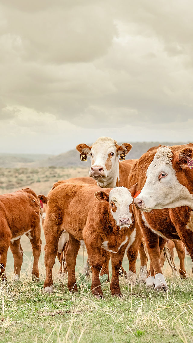 hereford cattle genetics