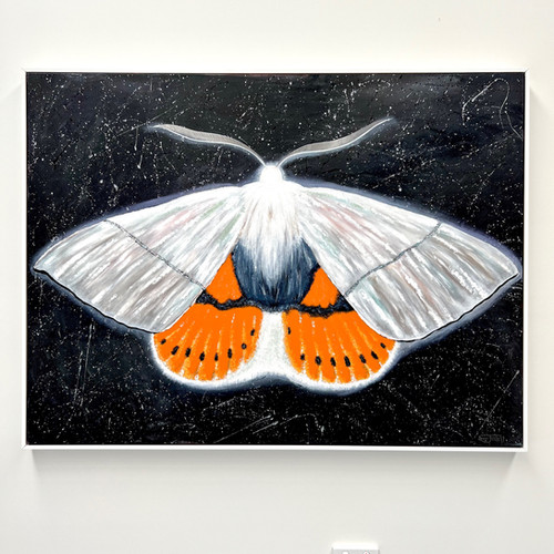 Fallen-bark Looper Moth | JimmiBuscombe Artist