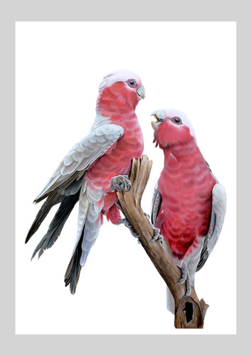 The Whole Hearted - Two Galahs | JimmiBuscombe Artist