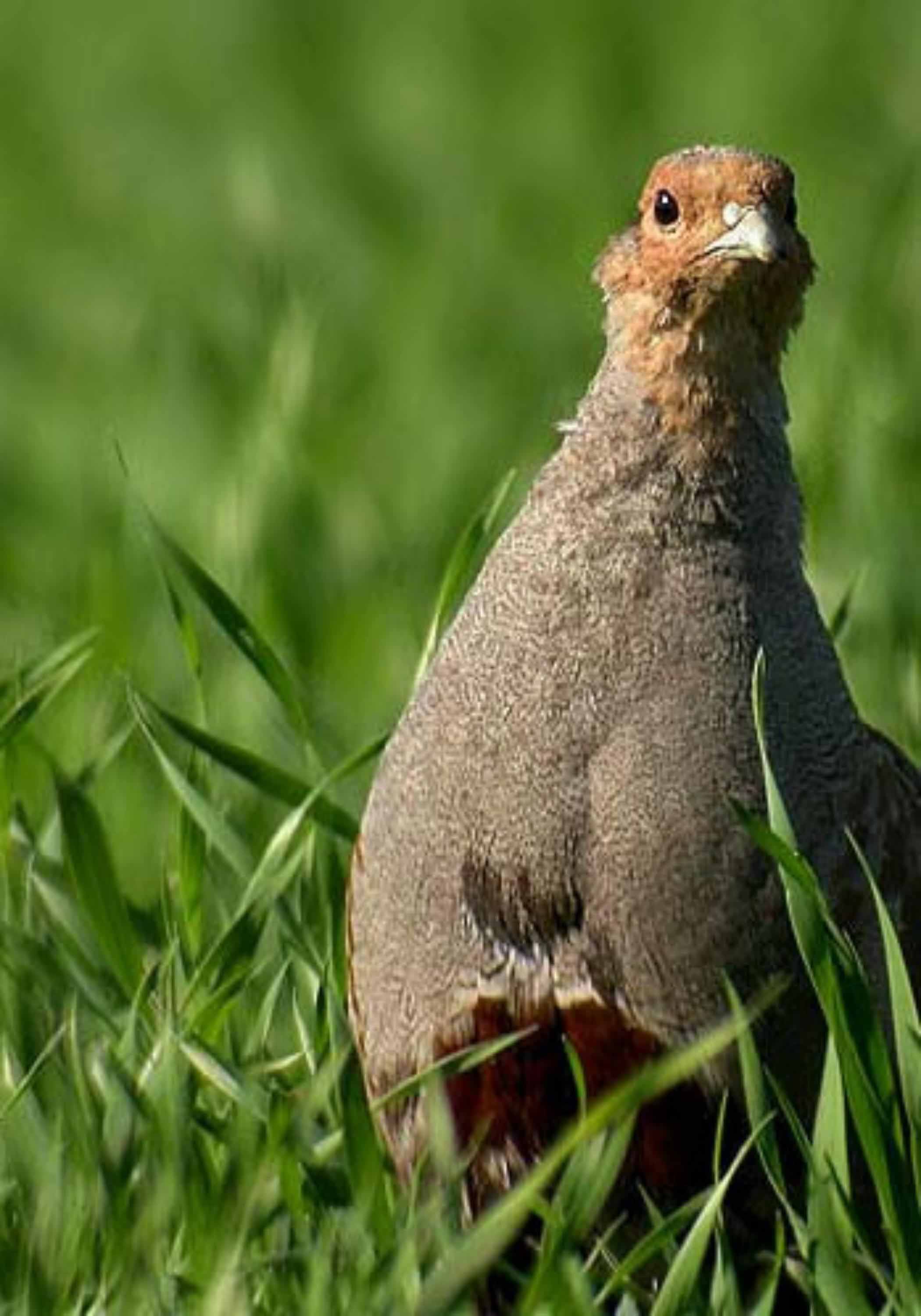 Les Gibiers | Chasse