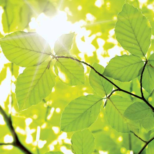 FOREST DEW Honey | Small Batch