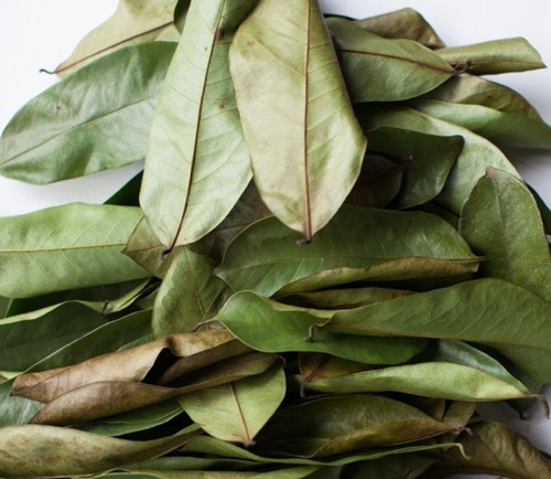 Organic Jamaican Soursop Leaf | GrassRootBotanicals