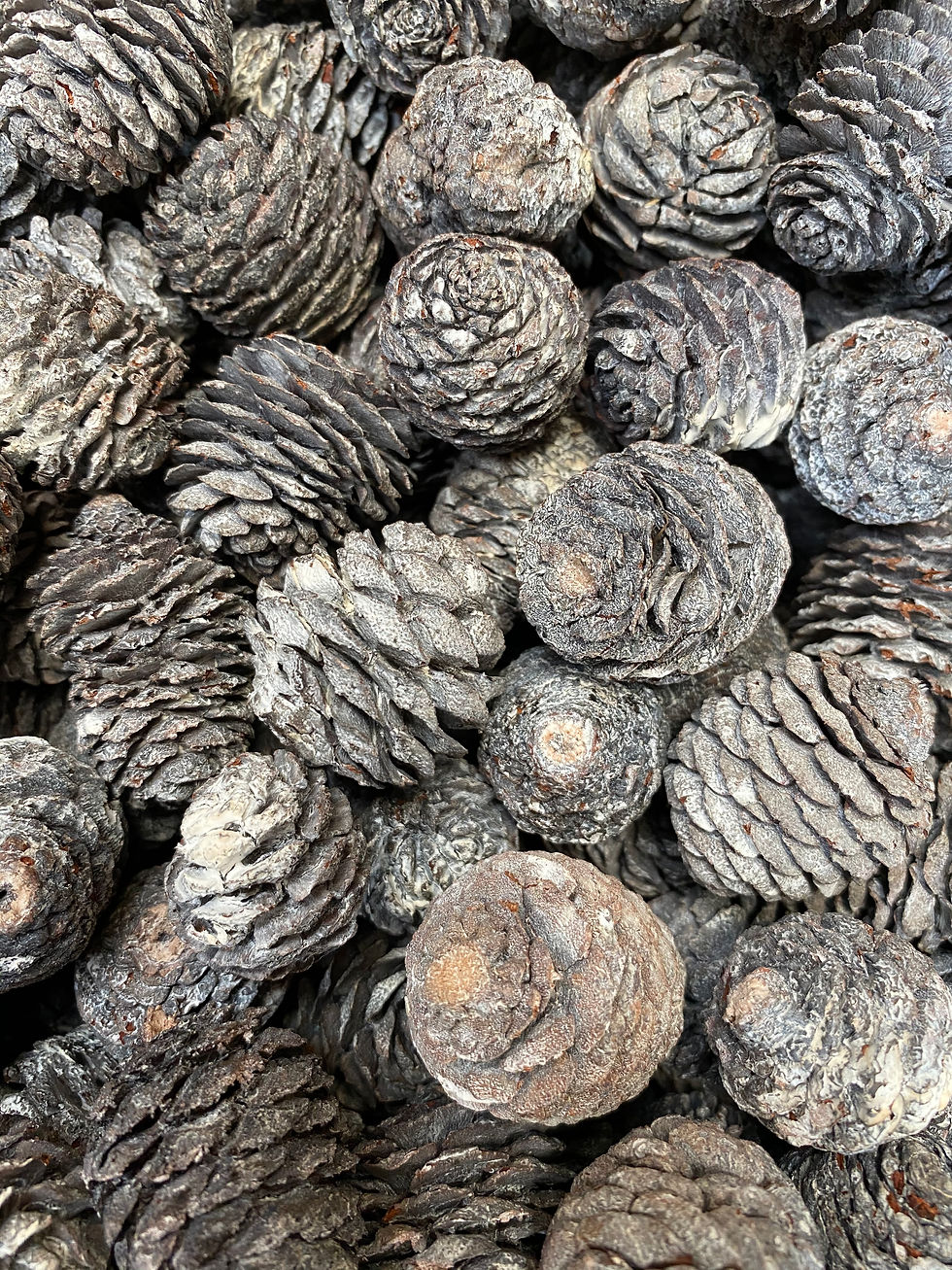 Murri Cones 1kg | Mysite