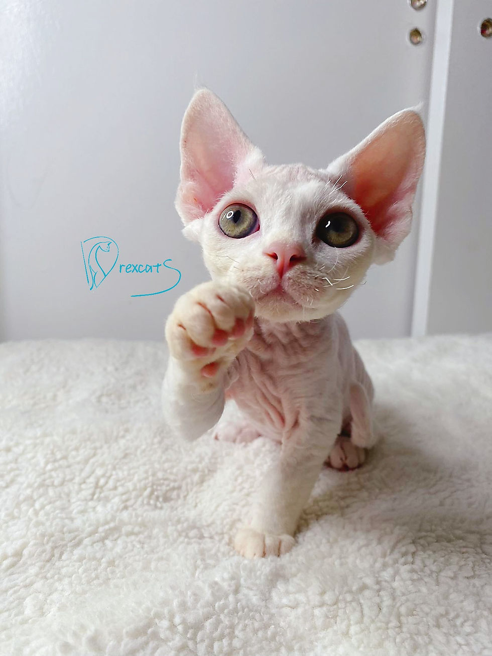 Available Devon | DrexCats